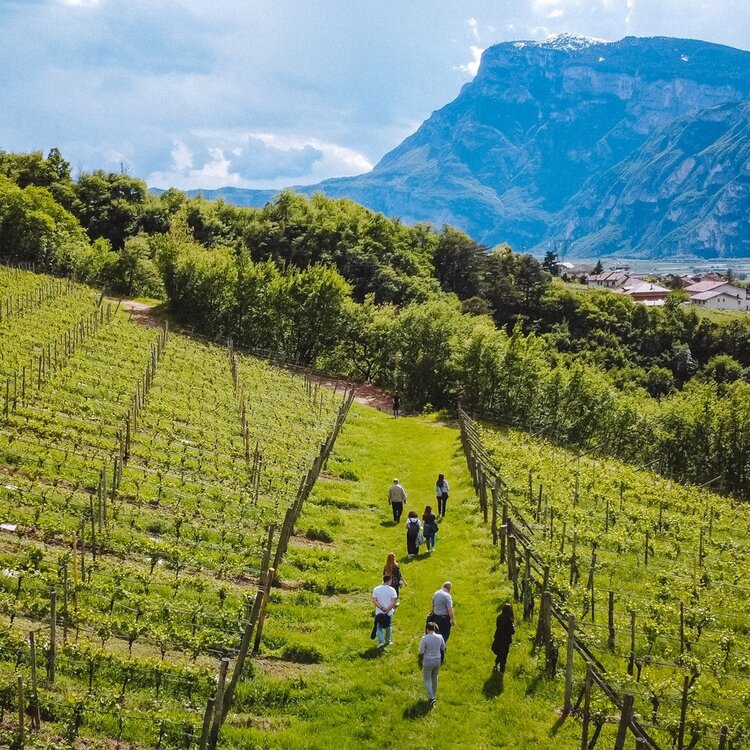 Experiences - Wine Trekking - Endrizzi Winery